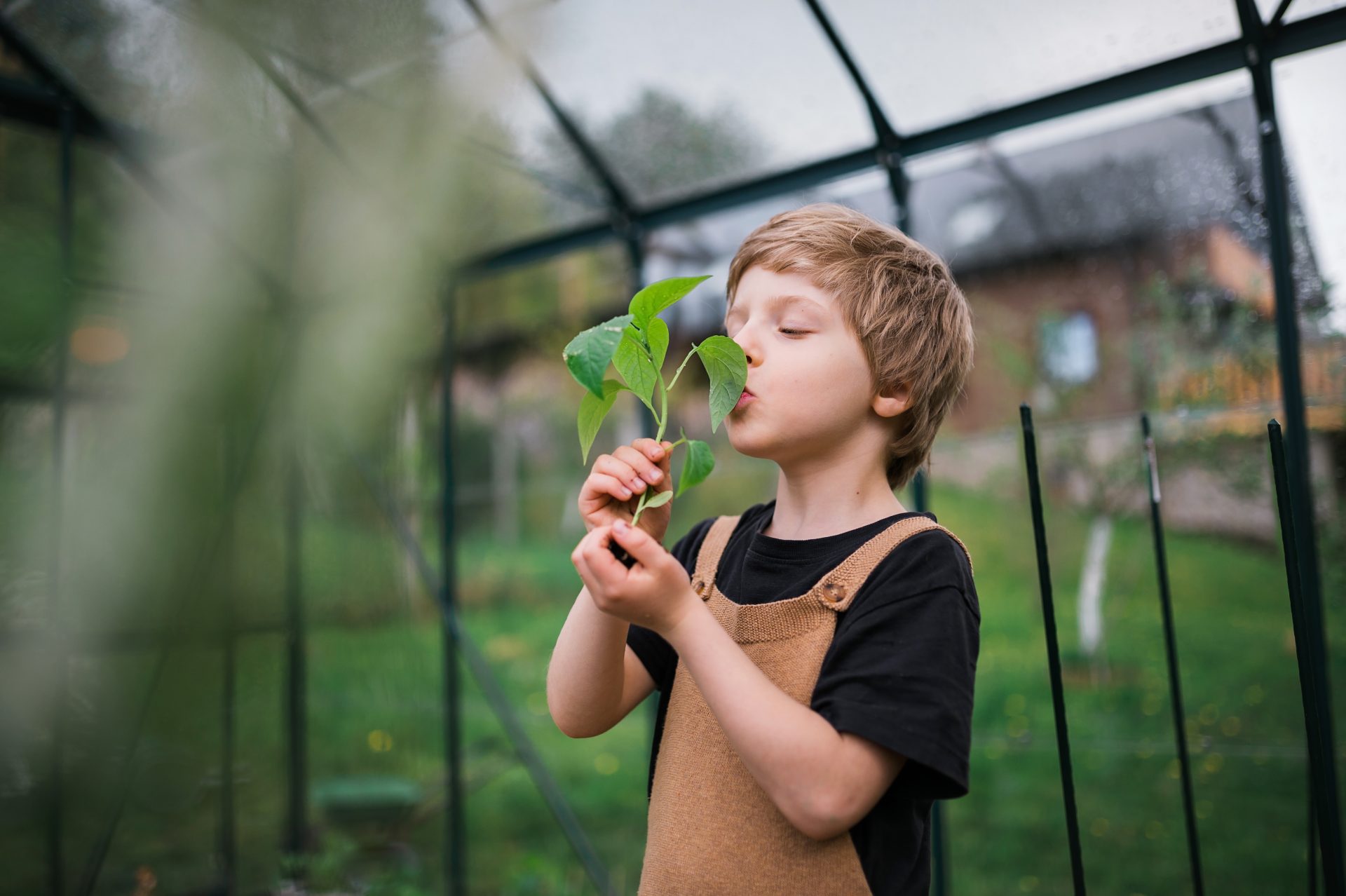 A Guide to Growing Your Own Food with a DIY Greenhouse - Budget Glass